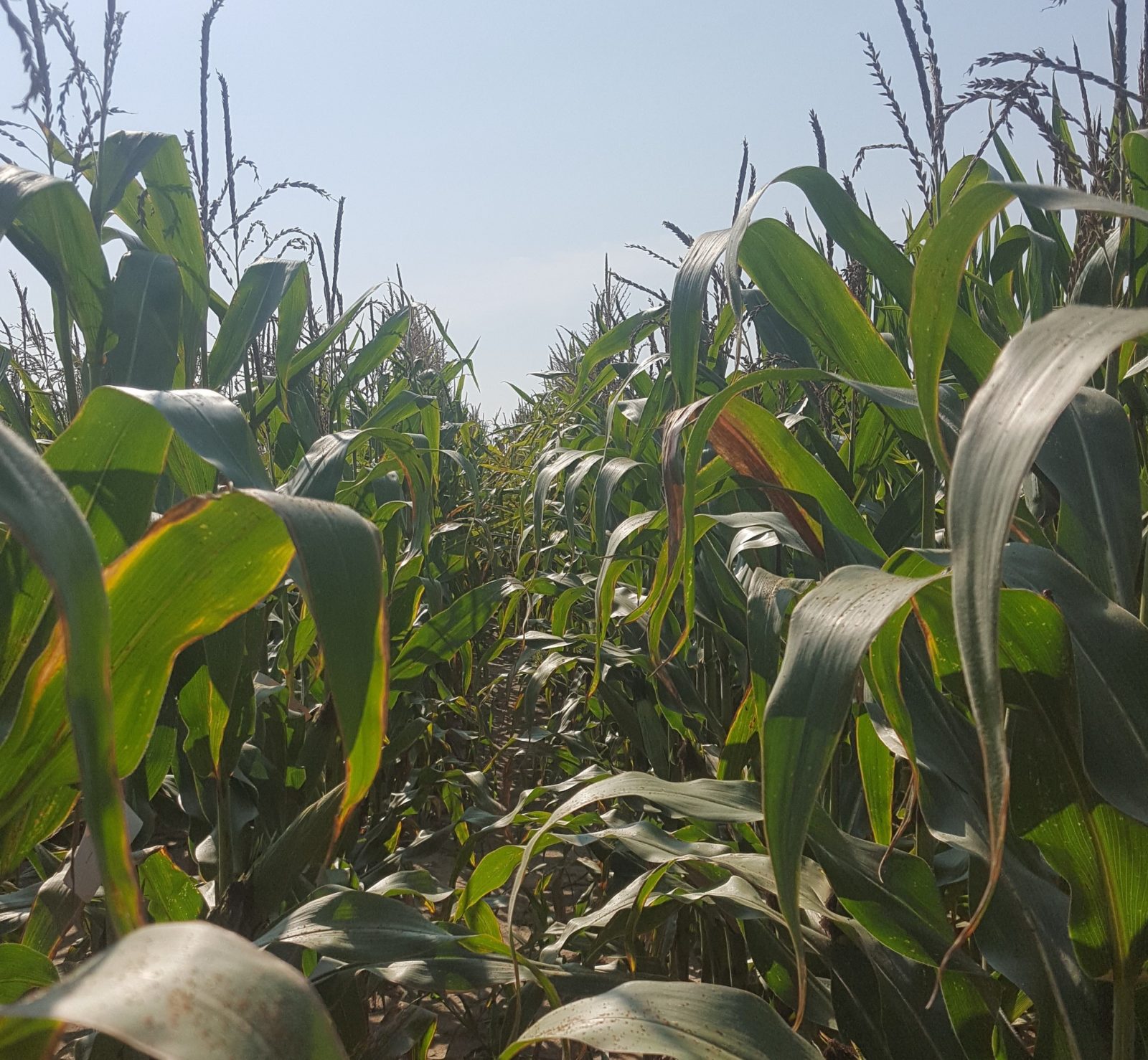 corn trials (2) – Kent Ag Research Inc.